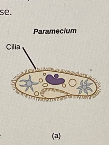 Lab Unit 2 Protists Flashcards Quizlet