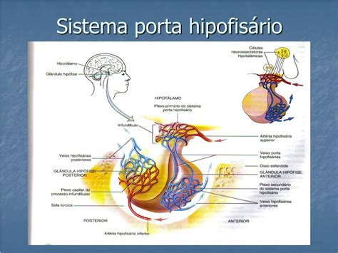 Sistema Porta Hipotalamo Hipofisario BRAINCP