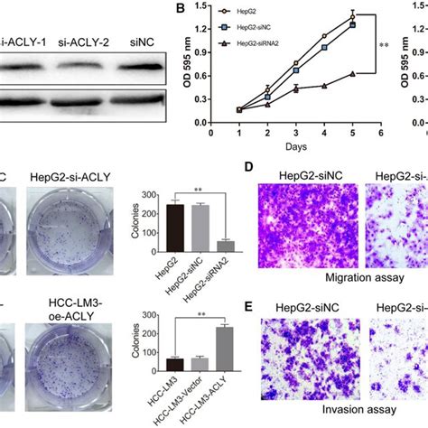 ACLY Promotes HCC Cells Proliferation Migration And Invasion We