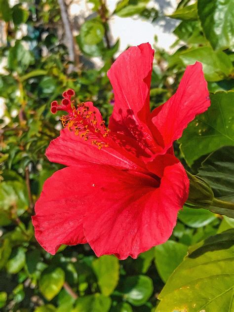 Flor Primavera Naturaleza Foto Gratis En Pixabay Pixabay