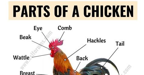 Parts Of A Chicken Chicken Anatomy In This Lesson You Will Learn A