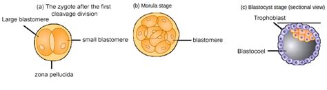 Draw The Following Diagrams Related To Human Reproduction And Label