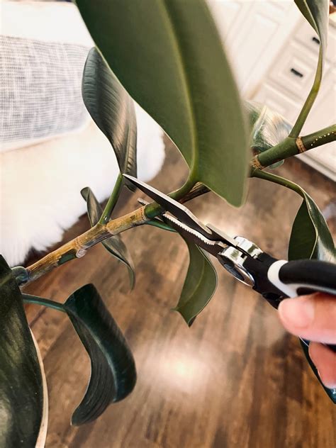 How To Propagate A Rubber Plant Life Love Larson