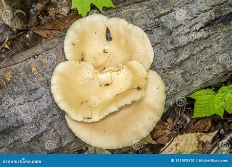 Mushroom Growing On A Tree Trunk Stock Photo Image Of Trunk Nature