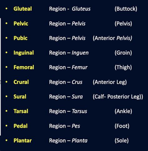 Generic Regions Of The Body Flashcards Quizlet