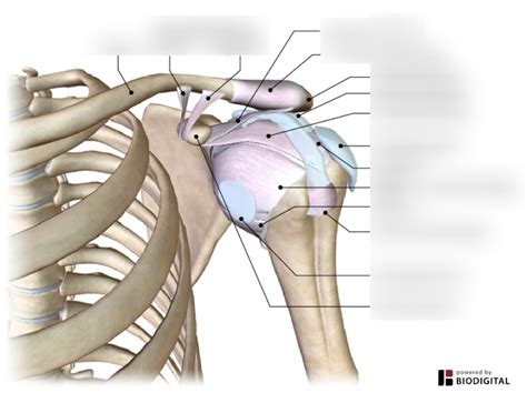Ligaments Of The Shoulder Joints Diagram Quizlet