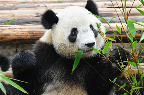 可爱的大熊猫吃竹子高清图片下载 正版图片506499487 摄图网