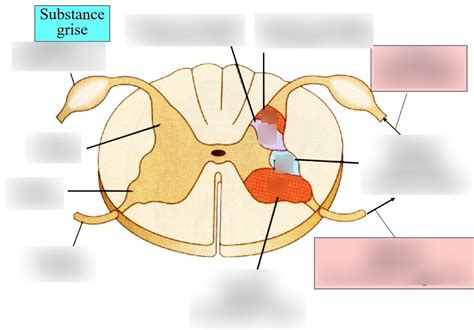 Sch Ma Substance Grise Diagram Quizlet