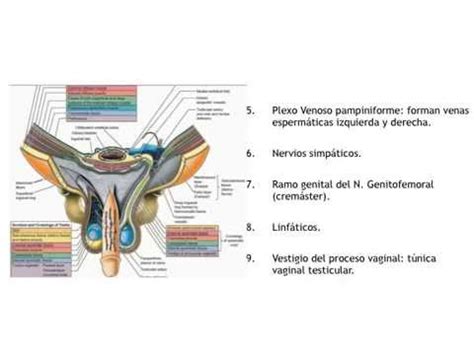 Línea de metal cartucho Aplicado anatomia zona inguinal donante Larva