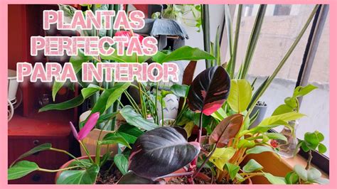 PLANTAS QUE PUEDES TENER DENTRO DE CASA súper fáciles de cuidar YouTube