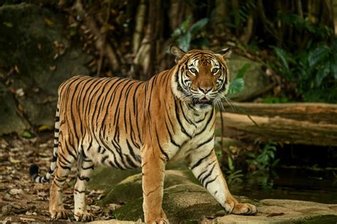 Interesting Facts About Malayan Tigers Blog Cattitude