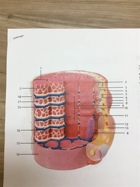 Muscle Fiber Diagram Quizlet