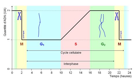 Mitose et réplication SVT Lycée M MULLER