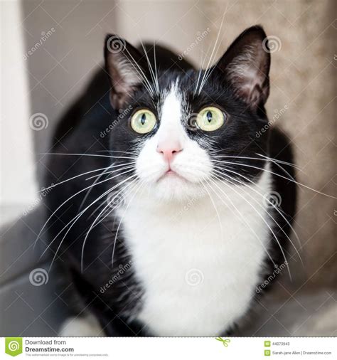 Cute Black And White Kittens With Green Eyes