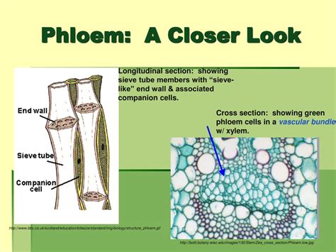 Xylem And Phloem Diagram Cross Section World Of Reference