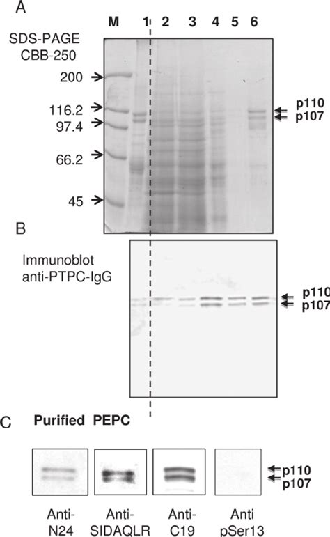 Incubation With The Deubiquitinating Enzyme USP 2 Core Converts The