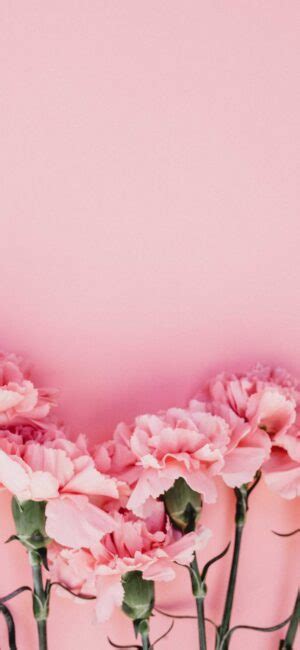 Wallpaper Background Cute Pink