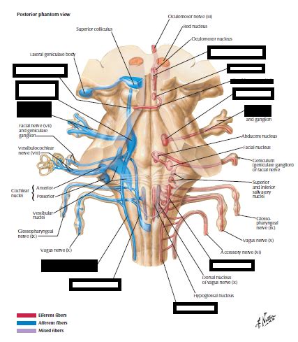 Neuroanatomy Brainstem And Cranial Nerve Structure Diagram Quizlet