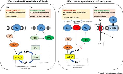 Glucocorticoids Mechanism Of Action