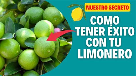 Los Secretos Para Tener Limones Abundantes En Tu Jardín YouTube