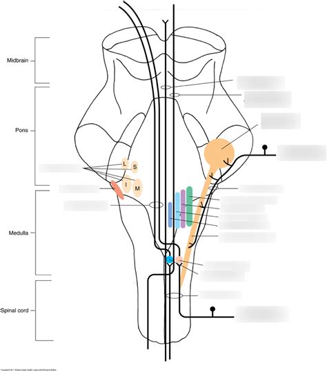 Cranial Nerve Nuclei Diagram Quizlet