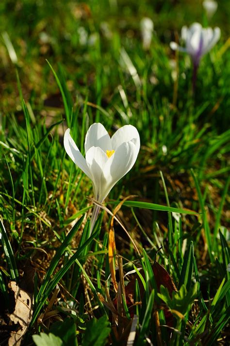 Krokus Blomning Vit Gratis foto på Pixabay Pixabay