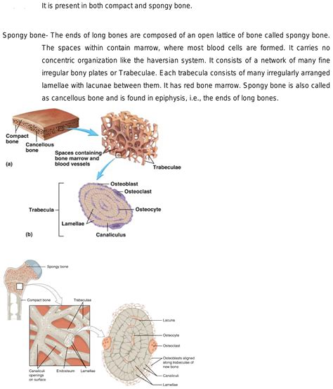 Get An Overview Of Osteocytes CUSABIO 47 OFF