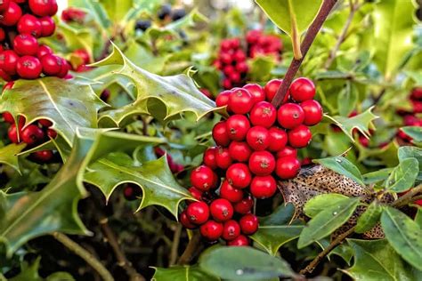How To Grow Soft Touch Holly Plantly