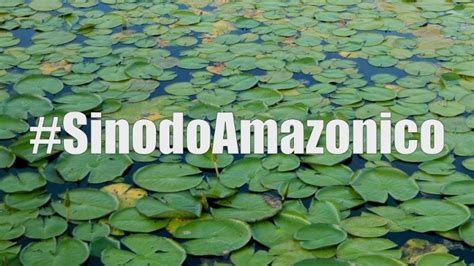 Sínodo para a Amazônia CNBB lança campanha de sensibilização e