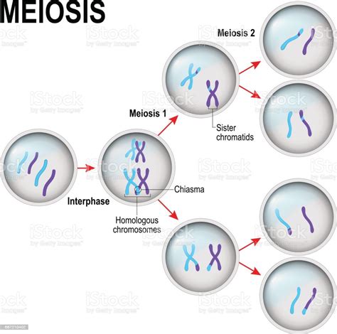 Ciclo De Meiosis Imagen