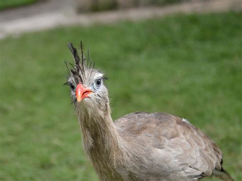 4 animais que só existem no Brasil