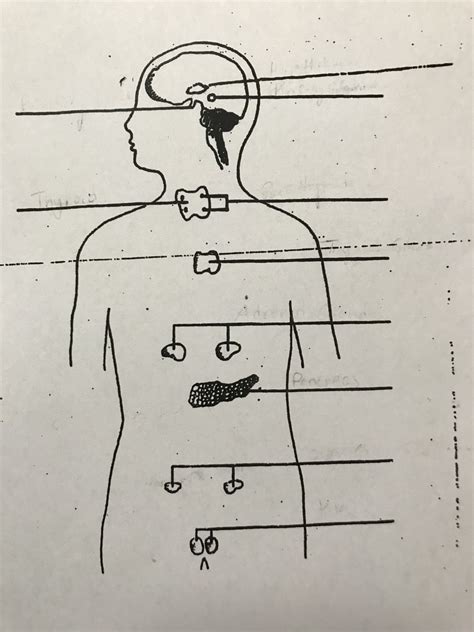 Endocrine System Pt Diagram Quizlet