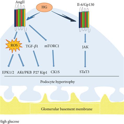 Podocyte detachment In elevated glucose levels TGF β provoked p38