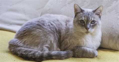 Descubre por qué los gatos vomitan y qué hacer Supermanada