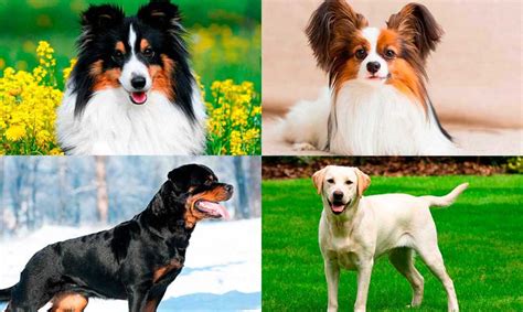 las 10 razas de perros más inteligentes Cuál es la más lista