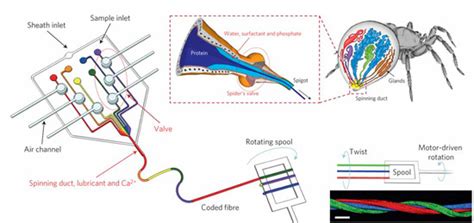 Microfluidic Future Spin Silk Like A Spider No Legs Required Just