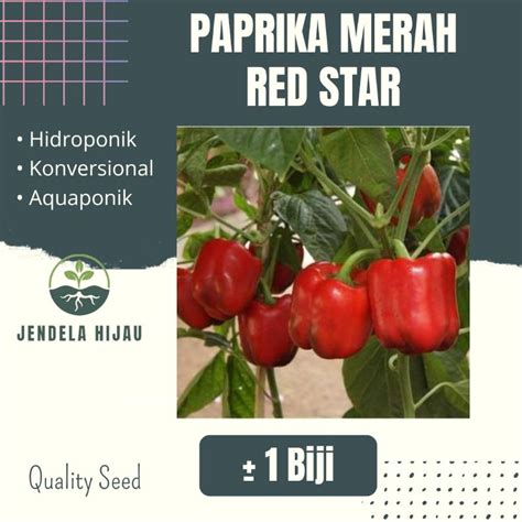 Jual Benih Paprika Merah Red Star Hibrida F1 Known You Seed Bibit