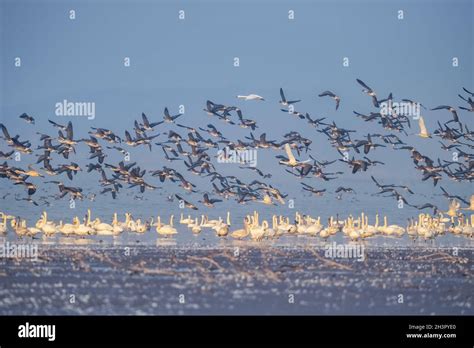 Flock Of Migratory Birds Scene Stock Photo Alamy