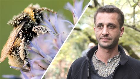 Pourquoi Les Insectes Pollinisateurs Sont Ils Indispensables