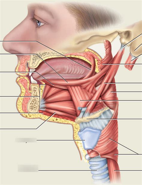 Muscles Of Chewing And Swallowing Diagram Diagram Quizlet
