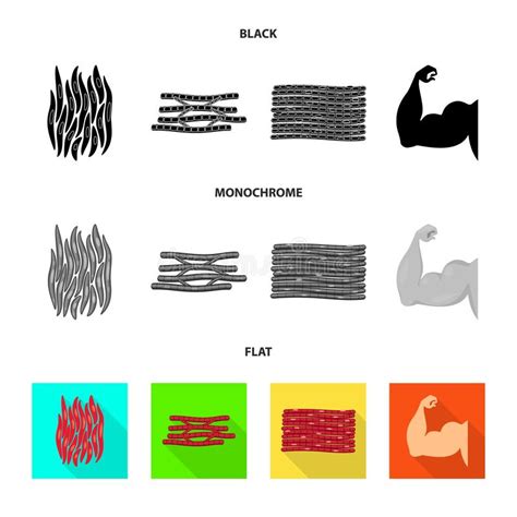 Ejemplo Del Vector De La Fibra Y Del Icono Muscular Fije Del Icono Del