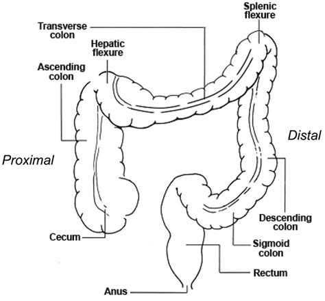 Large Intestine Anatomy Function Location Length And Role In Digestion