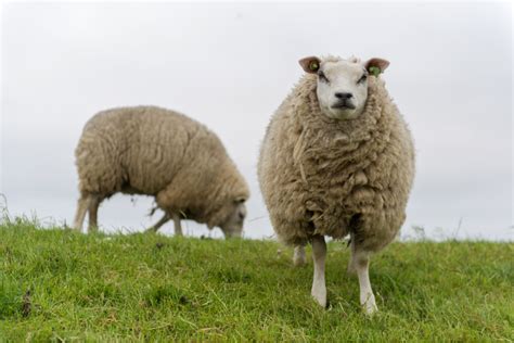 Tudo sobre ovelhas curiosidades raças criação e mais Guia Animal