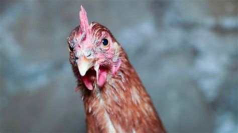 Grypa ptaków wszystkie zasady bioasekuracji Przestrzegaj ich