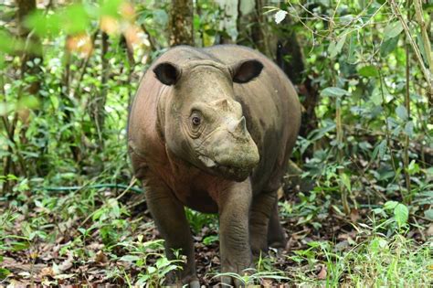 Critically Endangered Sumatran Rhino Born In Indonesia The Chronicle