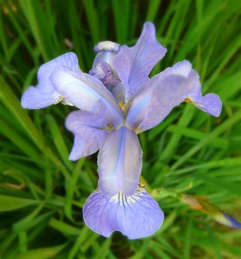 Iris Colin Sabin Flickr