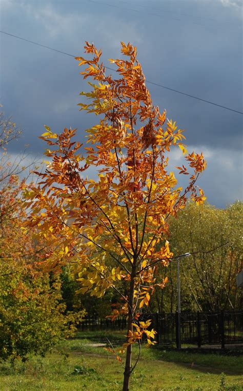 Fotos gratis naturaleza rama luz de sol hoja flor otoño