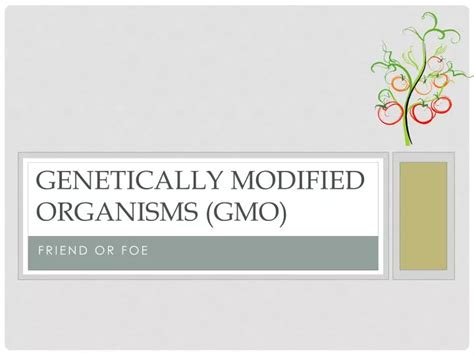 PPT Genetically Modified Organisms GMO PowerPoint Presentation