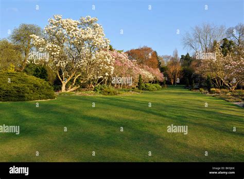 Hampshire Sir Harold Hillier Gardens Magnolias Stock Photo Alamy