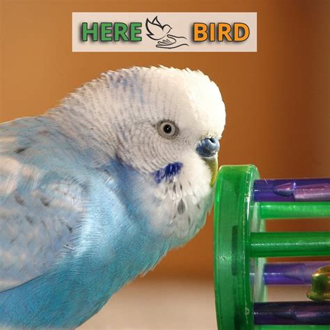 Homemade Toys For Parrotlets Home Alqu